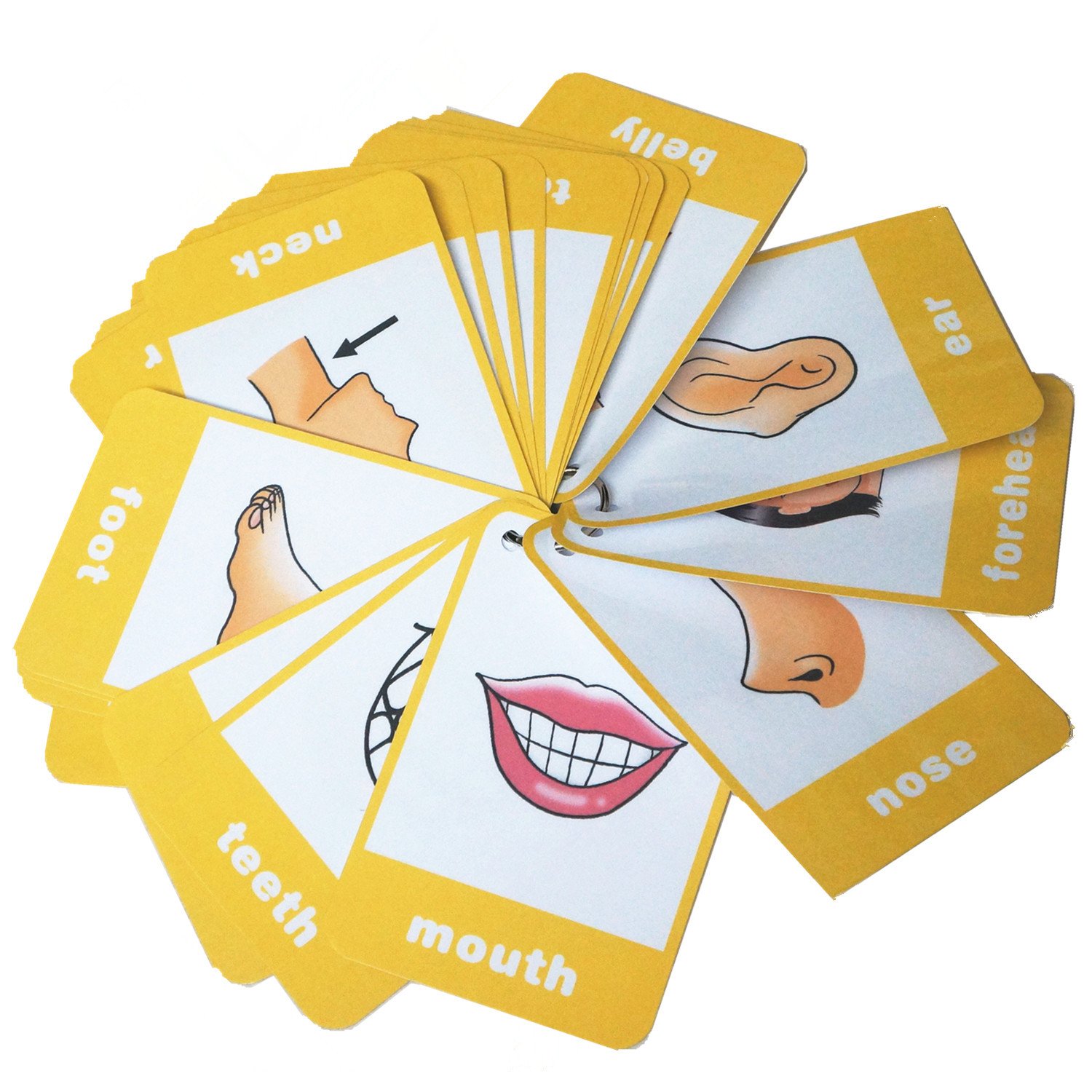 Buy SANCENT 24 body parts-Educational Learning Picture & Word Card ...