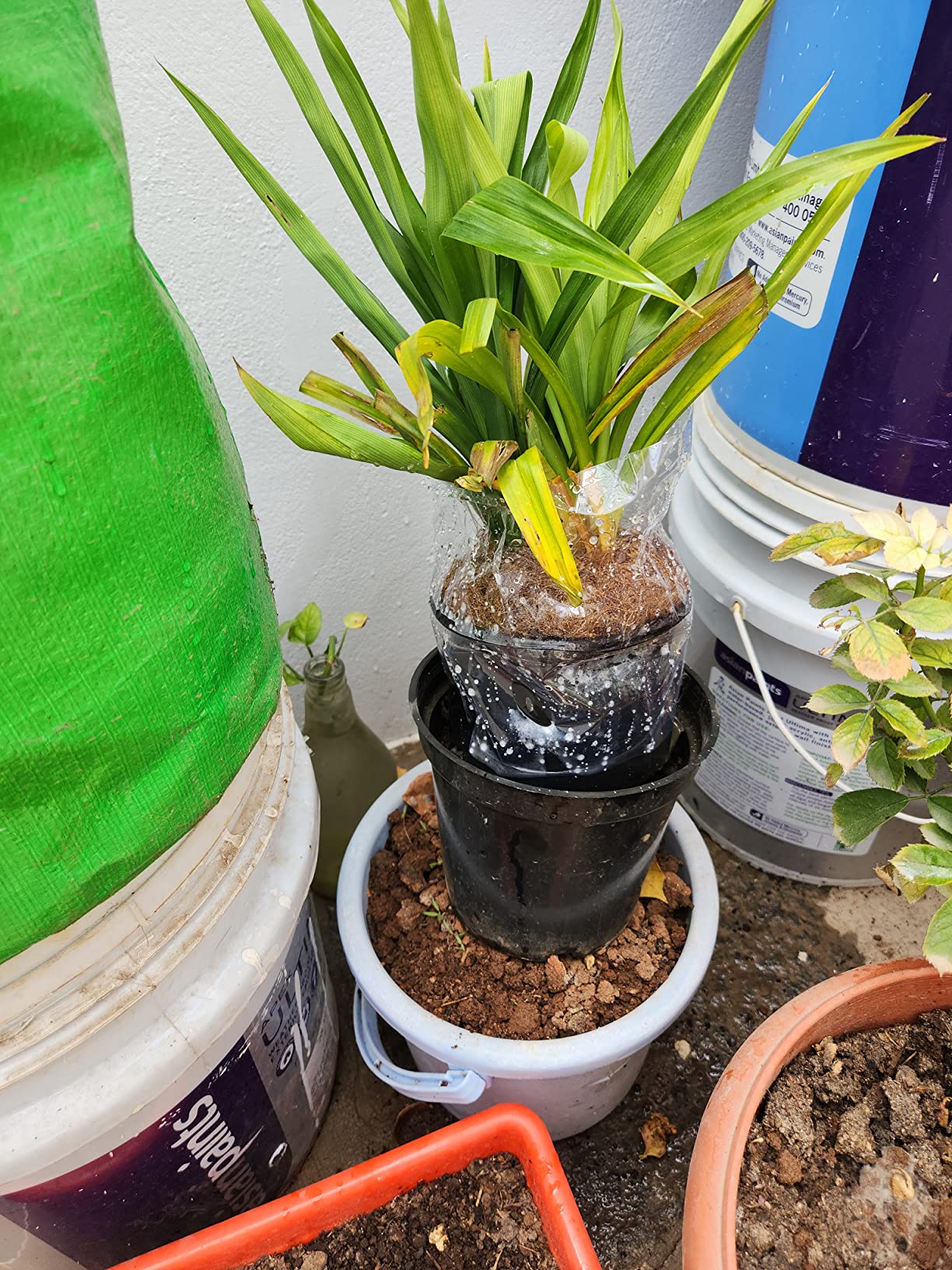 Chennai BalaHerbs Pandan/Basmati flavour/Ramba/Biriyaani leaf/Panadanus ...