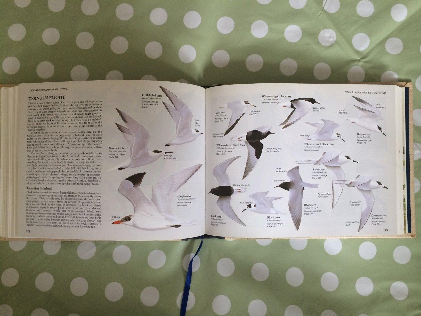 Field Guide to the Birds of Britain: Amazon.co.uk: Reader's Digest ...