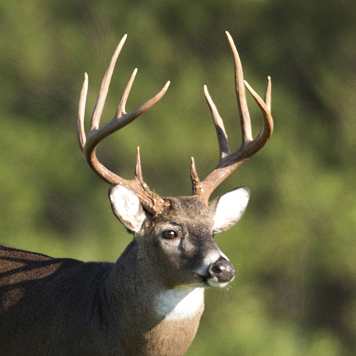 Whitetail Deer Calls - Ad Free - App on Amazon Appstore