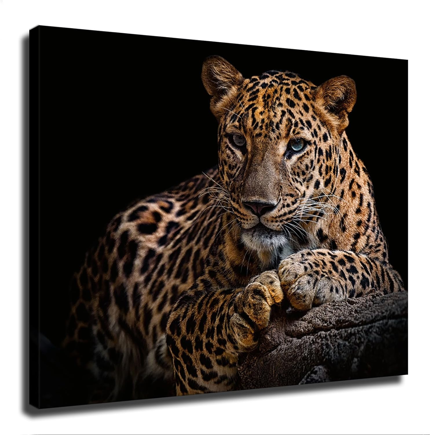 Amazon.com: Leopard Canvas Prints Black Background Golden Wildlife ...