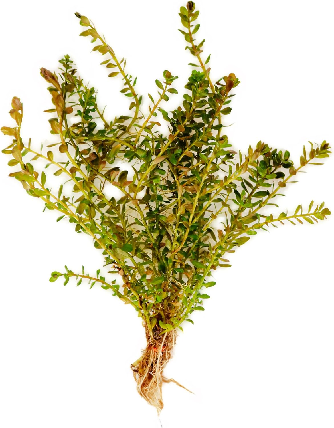 Floratica 12 X Rotala Rotundifolia Live Aquarium Plants Tropical Fish ...