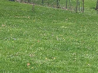 Amazon.com : The Andersons Professional Surge Weed and Feed 16-0-9 Post ...