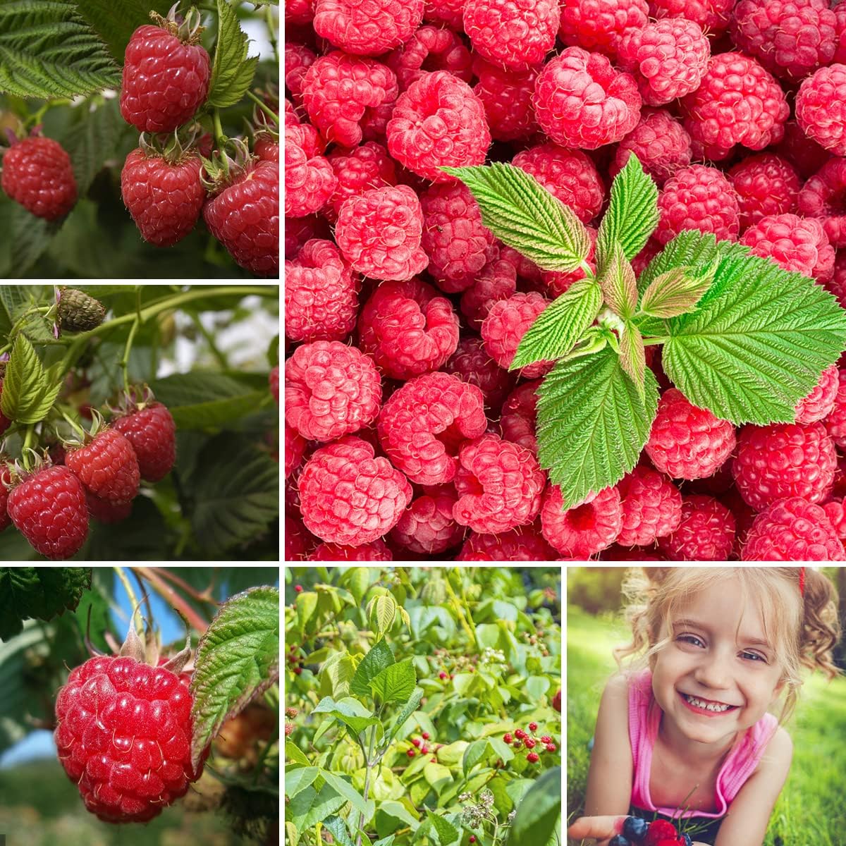 Amazon.com : Raspberry Seeds - 2000+ Red Raspberry Seeds for Planting ...