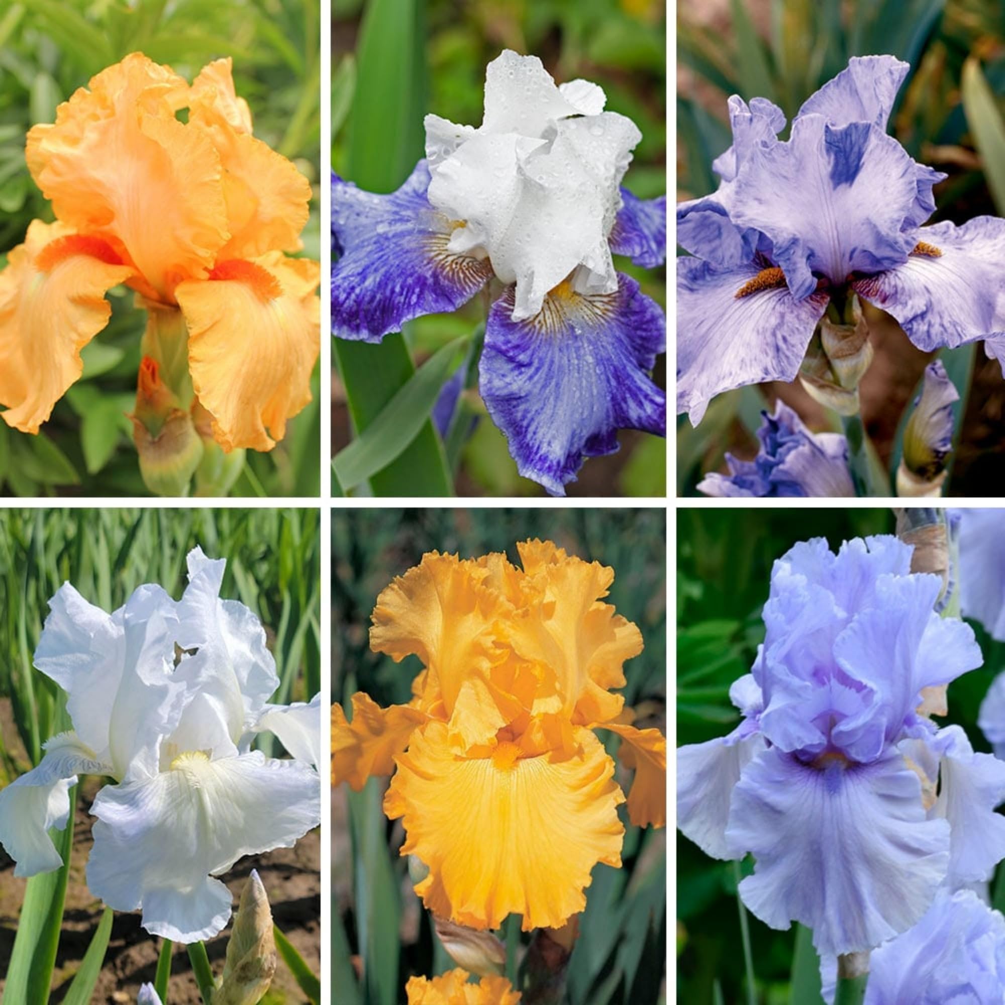 Amazon.com : Rare Iris Seeds for Planting - 75+ Iris Flower Seeds ...
