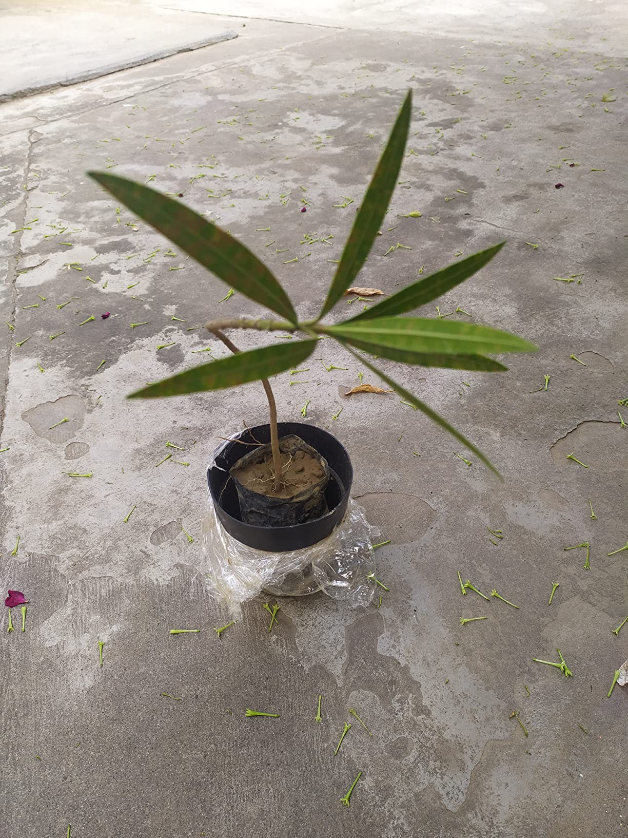 SelpLine | Red Kaner Nerium Oleander Flower Plant - 1 Helathy Live ...