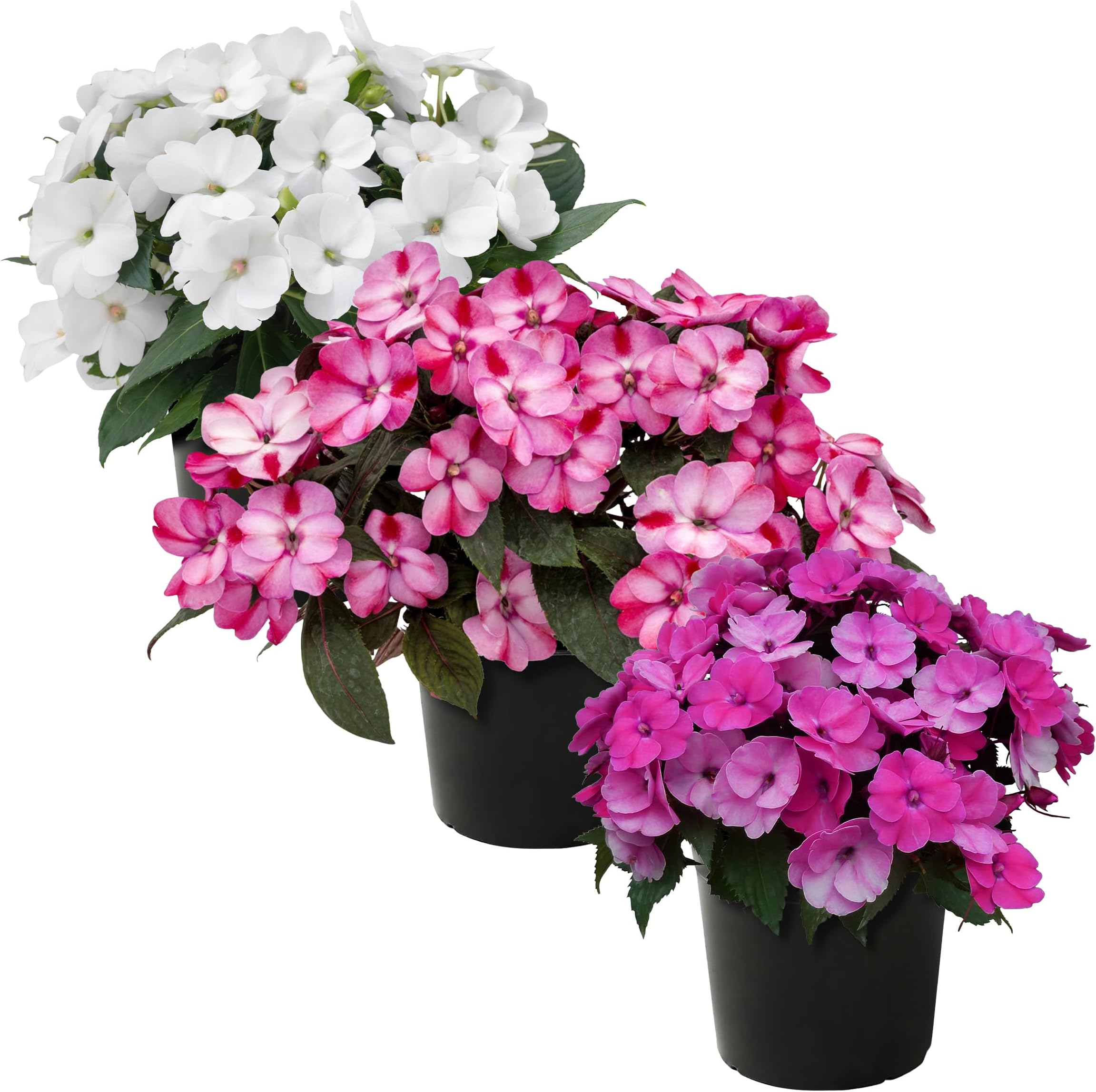 Amazon.com : 5 Mexican Petunias Live Plants, Mexican Petunia Plants ...
