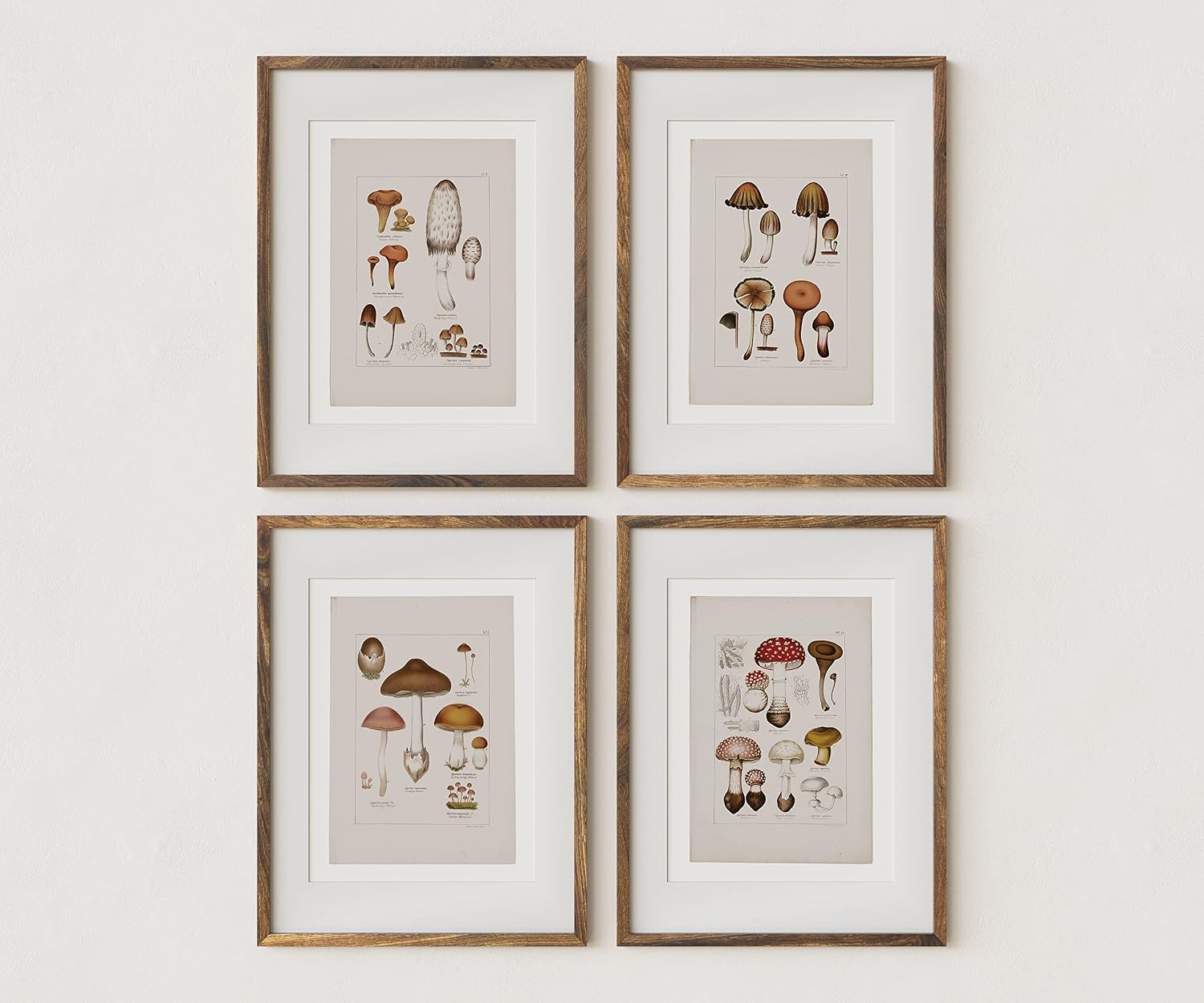 Amazon.com: Wall Art Botanical Mushroom Prints | Vintage Boho ...