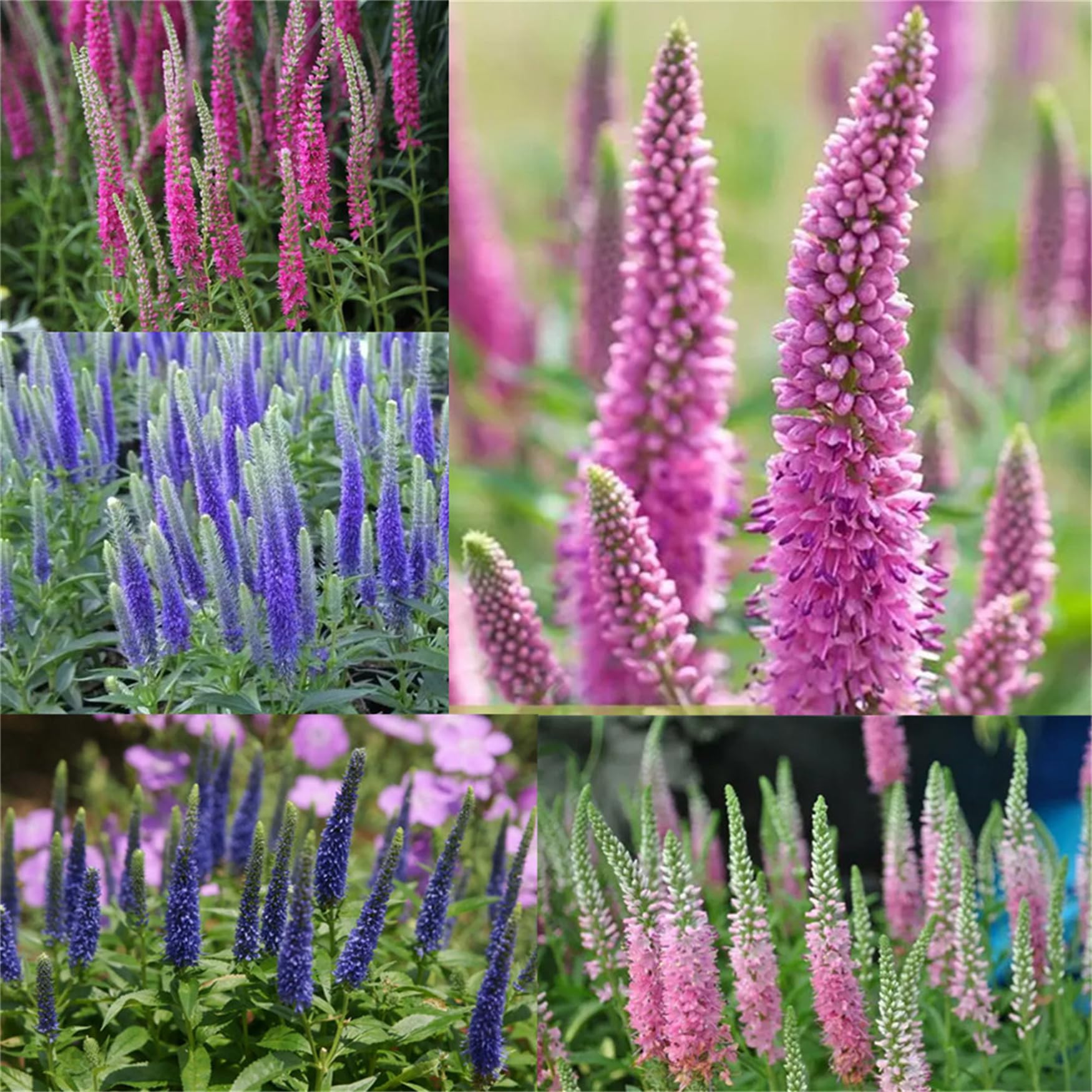 Amazon.com : Garden Plant Seed Flower Seed Mixed Color Flowers Veronica ...
