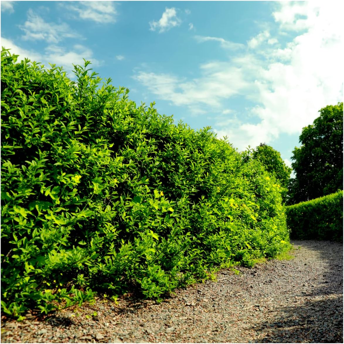 15 Green Privet Hedging Plants Ligustrum Hedge 30-50cm, Potted, Dense ...