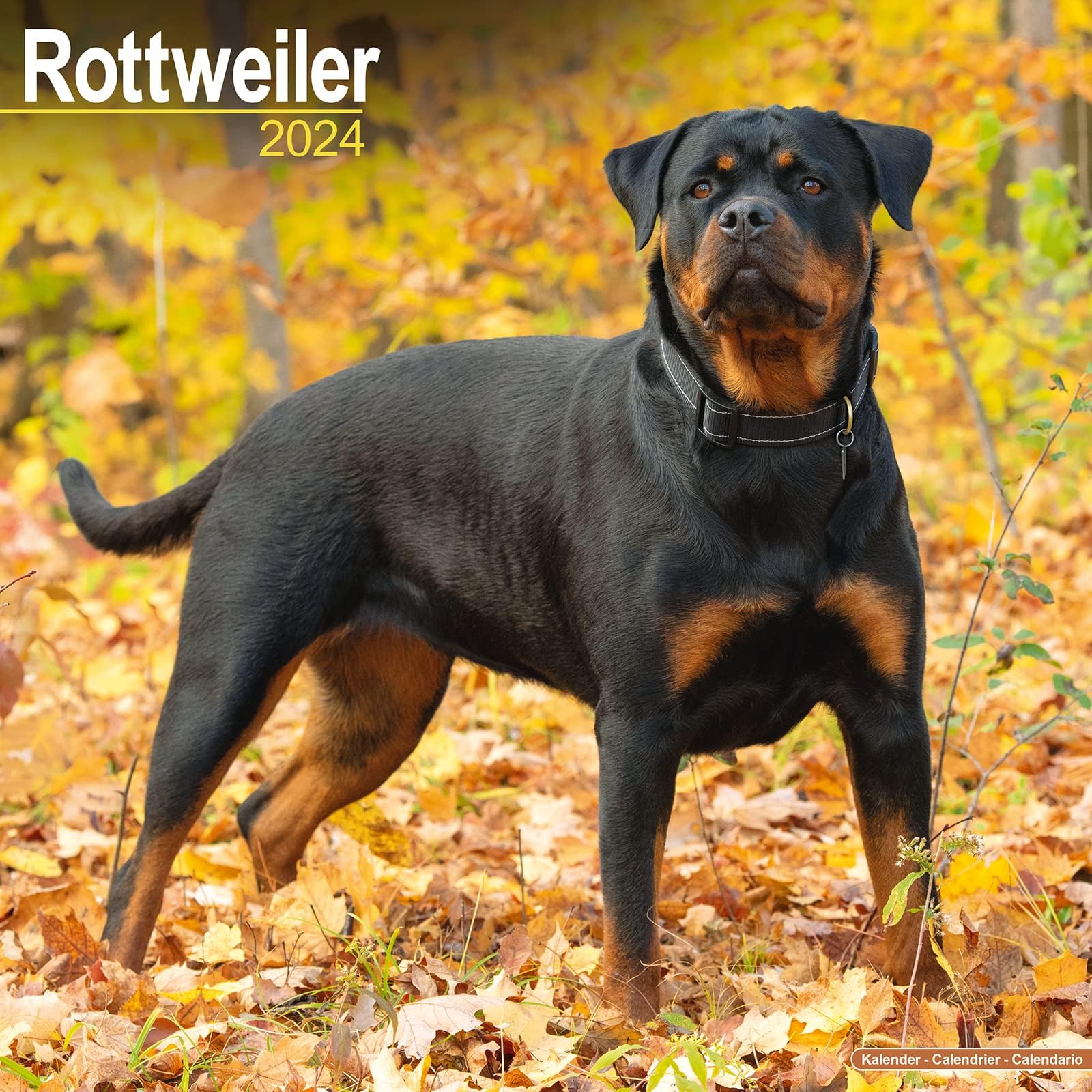 Rottweiler Calendar 2024 | Square Dog Breed Wall Calendar - 16 Month ...