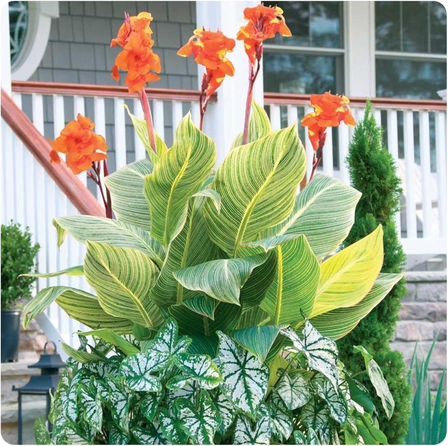 Canna Lilies Plants Hardy Perennial,Ornamental Flowers,Rare Plants ...
