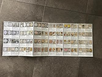 Shells of Florida-Gulf of Mexico: A Beachcomber’s Guide to Coastal ...