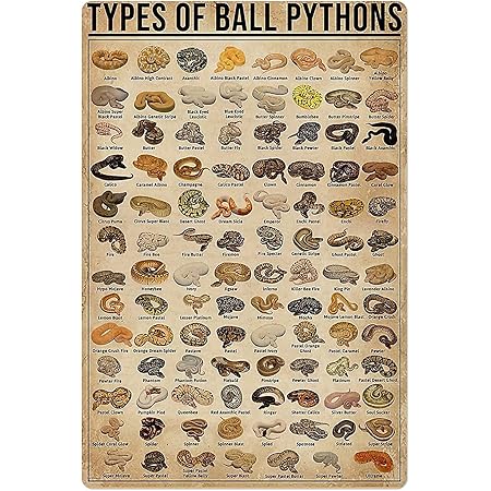 Amazon.com : Retro Metal Tin Sign Types of Ball Pythons Poster Sign for ...