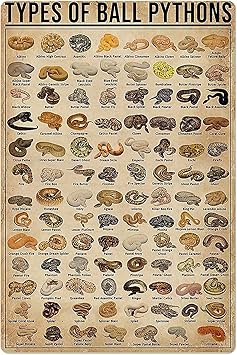 Amazon.com: Retro Metal Tin Sign Types of Ball Pythons Poster Sign for ...