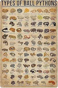 Amazon.com: Retro Metal Tin Sign Types of Ball Pythons Poster Sign for ...