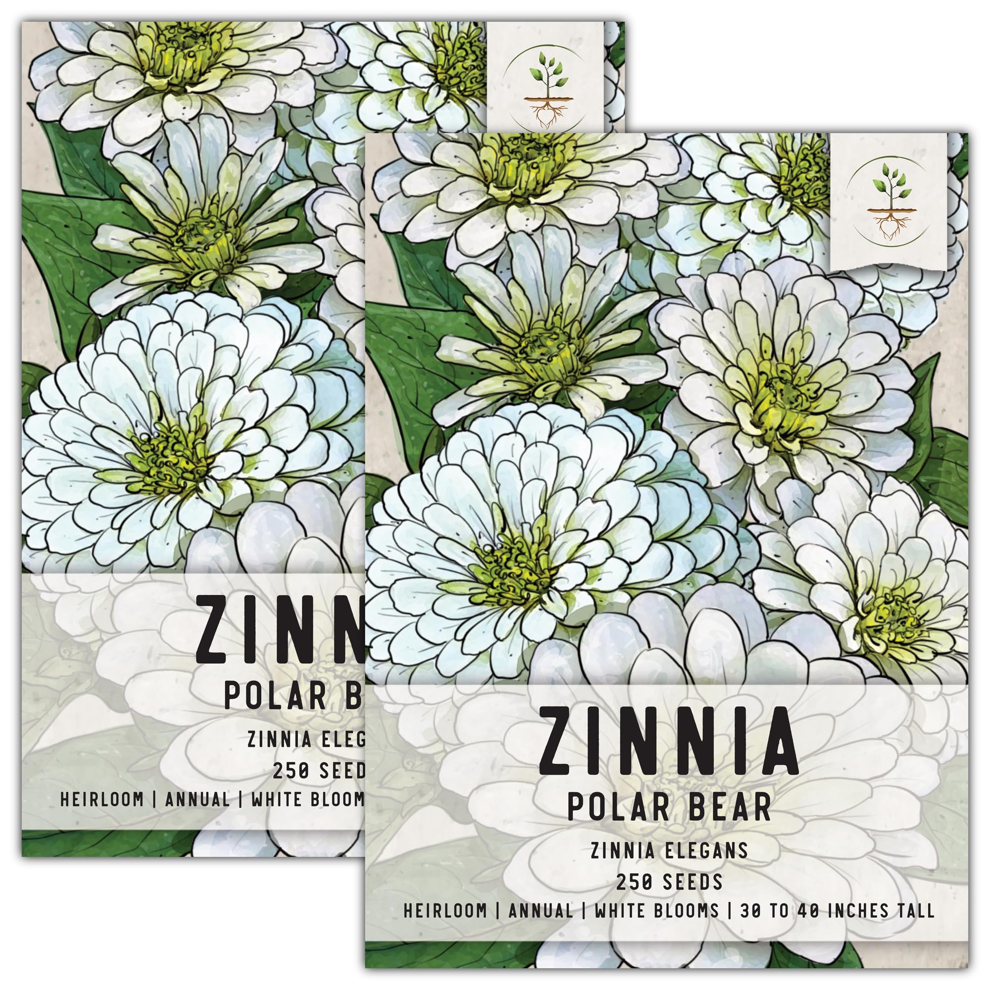 Amazon.com : Seed Needs Polar Bear White Zinnia Seeds for Planting ...