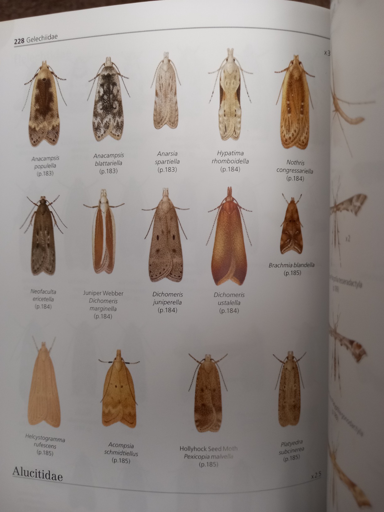 By Phil Sterling Field Guide to the Micro-Moths of Great Britain and ...