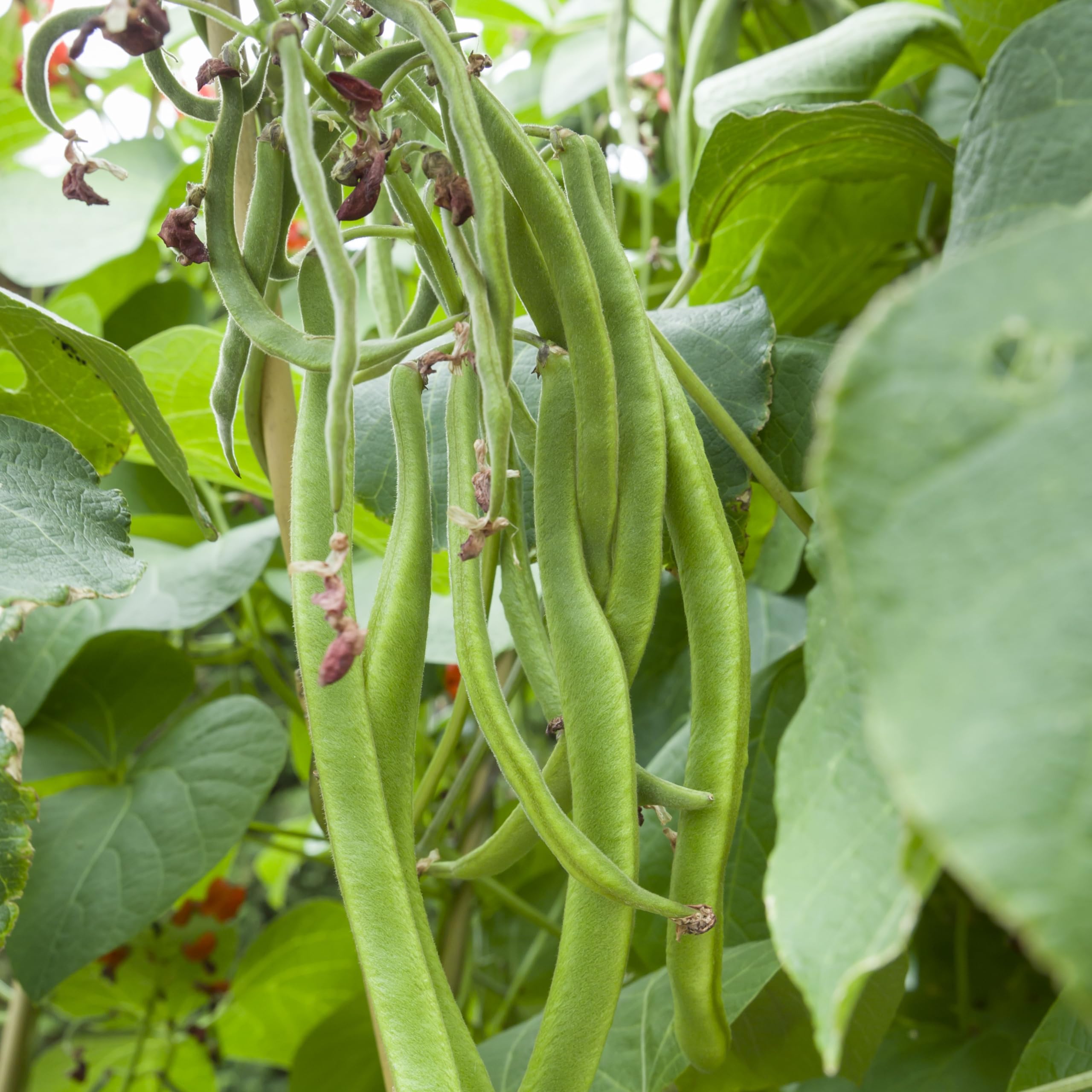 PREMIER SEEDS DIRECT RUNNER BEAN - ENORMA - EXHIBITION VARIETY - 55 ...
