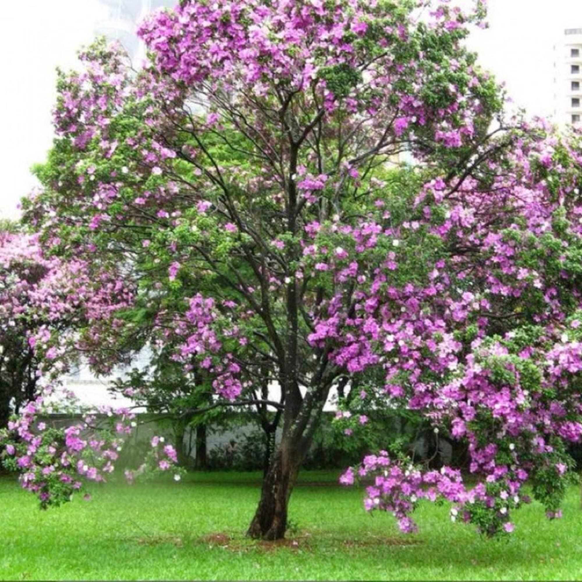 Buy CHUXAY GARDEN 10 Bauhinia Variegata ,Purple Orchid Tree,Ebony Wood ...
