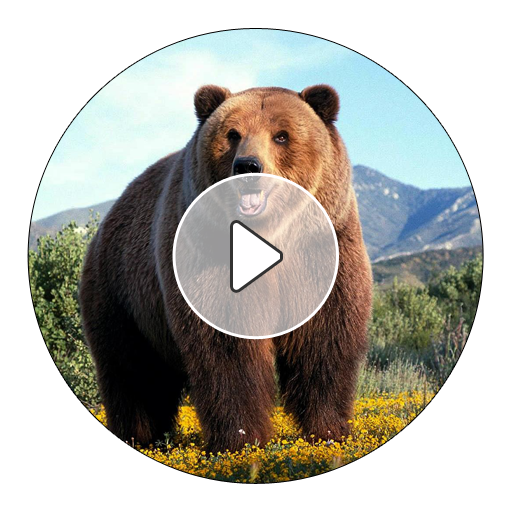Bear Sounds - App on Amazon Appstore