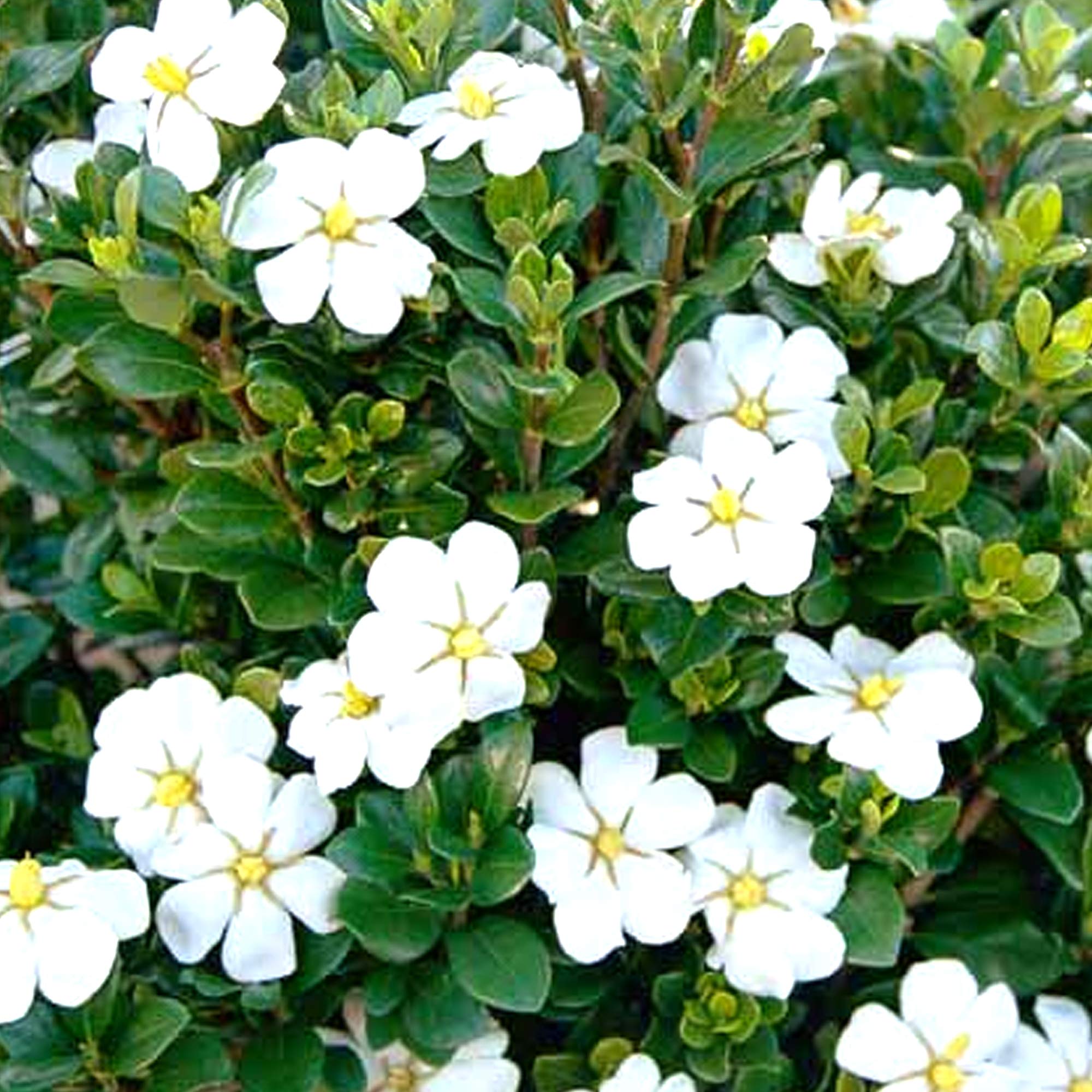Gardenia Struik Gardenia Cornuta | Tree SA
