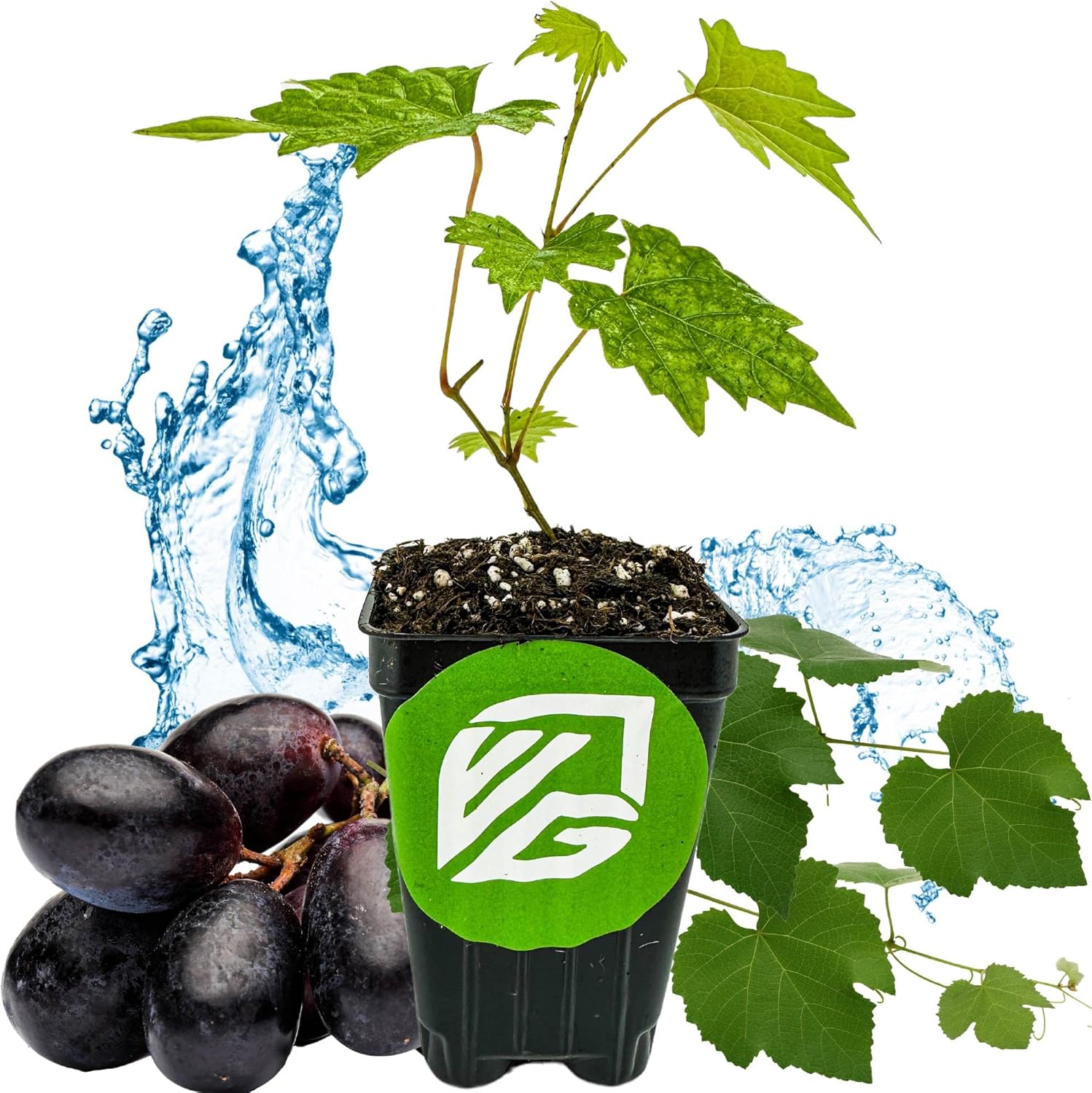 Amazon.com : Southern Home Muscadine Grape - Vitis rotundifolia by ...