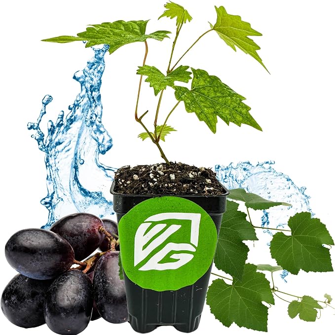 Amazon.com : Southern Home Muscadine Grape - Vitis rotundifolia by ...