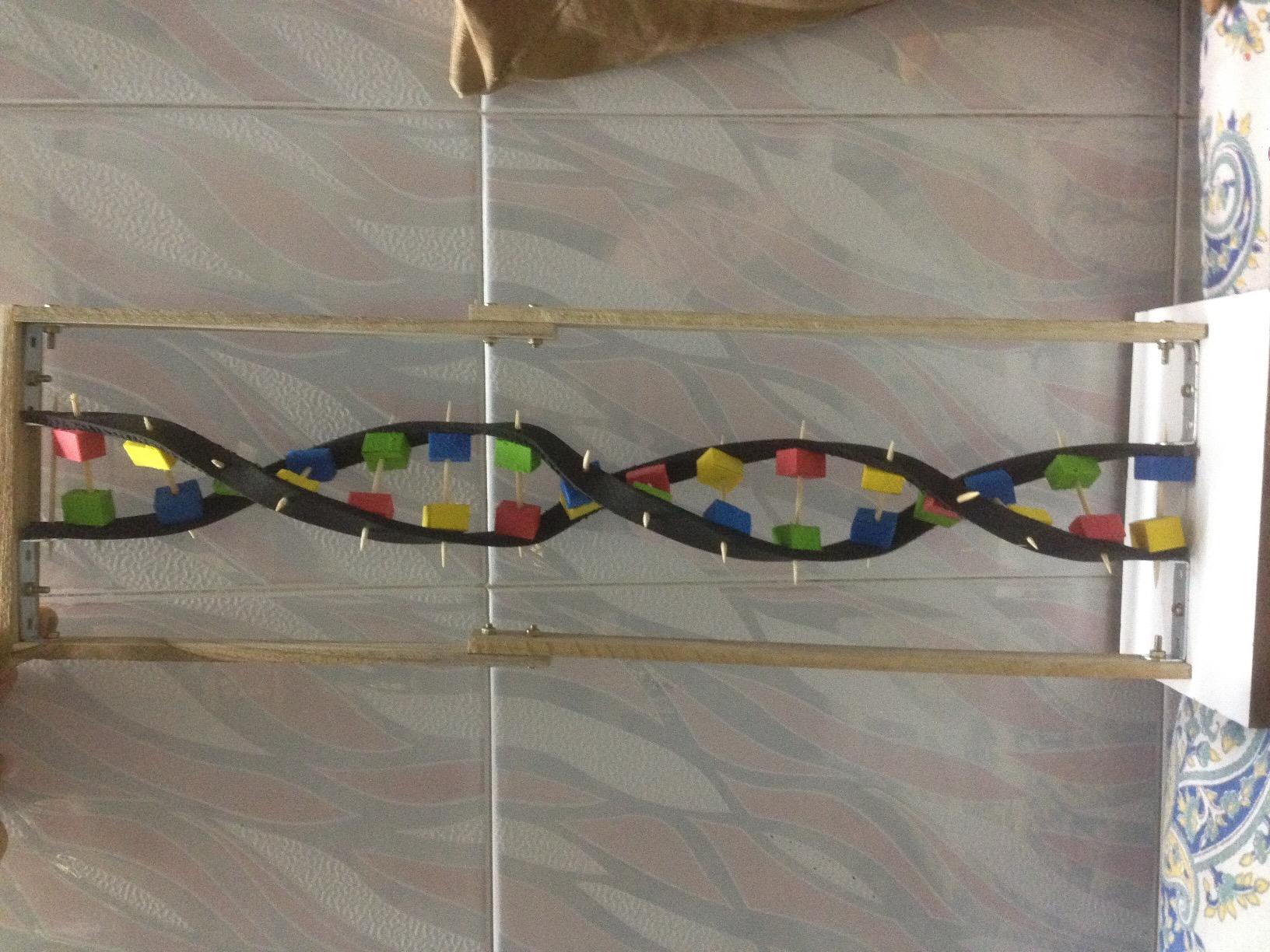 Buy kutuhal double helix dna model making kit. hands-on biology ...