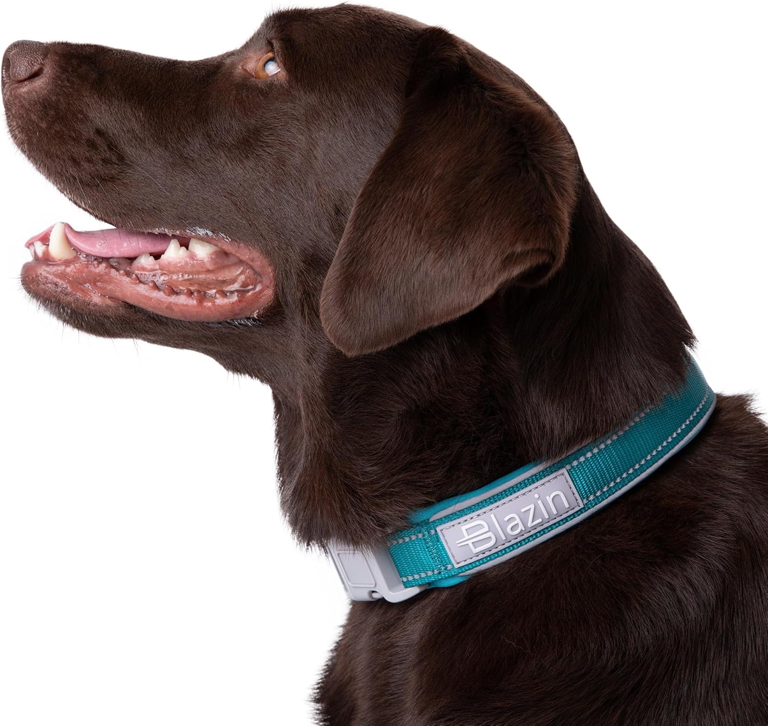 Amazon.com : Blazin Safety Reflective Dog Collar with Reflectech Piping for Superior Visibility ...
