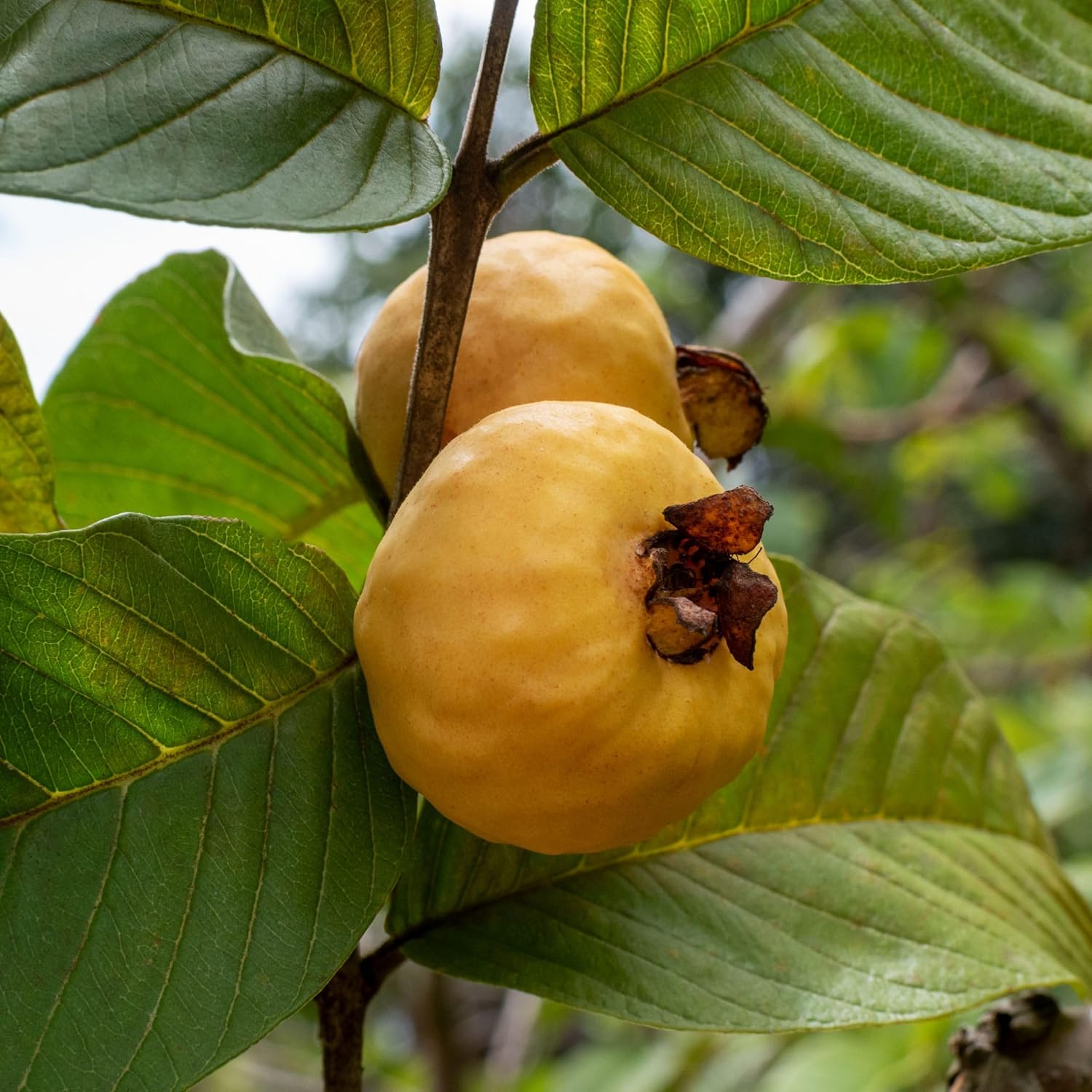 Amazon.com : 50 Psidium guajava Seeds, Guava Fruit Seeds, Common Guava ...
