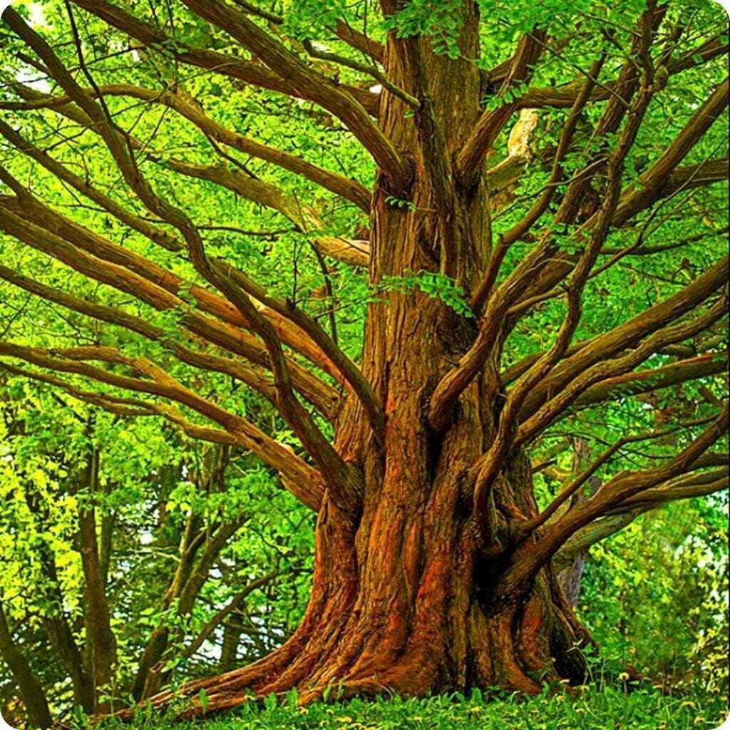 amazon-dawn-redwood-tree-seedlings-for-planting-grow-giant
