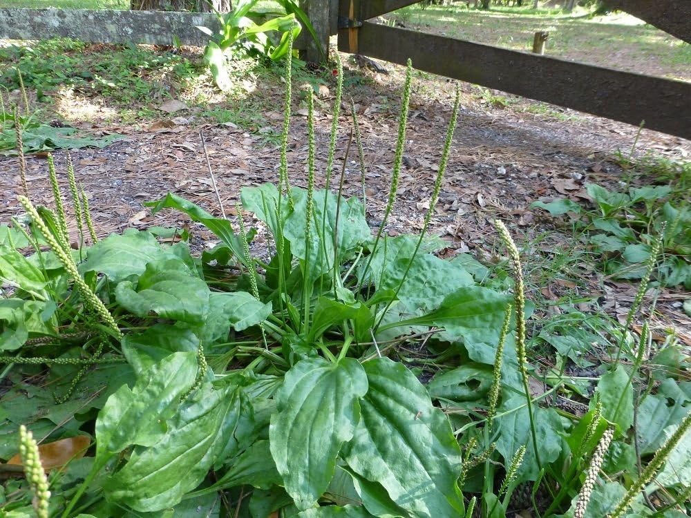 Piantaggine comune (Plantago major) 200 Semi : Amazon.it: Giardino e ...