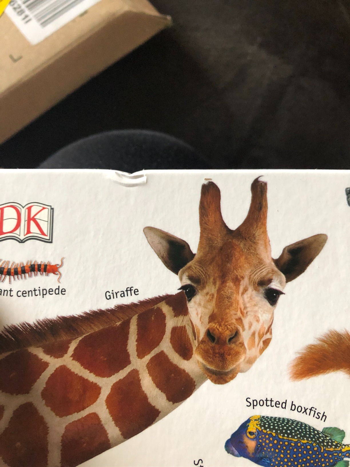 The Animal Book: A Visual Encyclopedia of Life on Earth (DK Our World ...