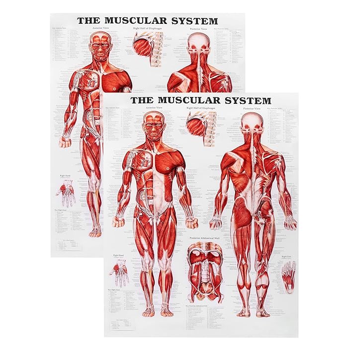 Buy QWORK Muscular System Anatomical Chart, 2 Pack Laminated Muscle ...