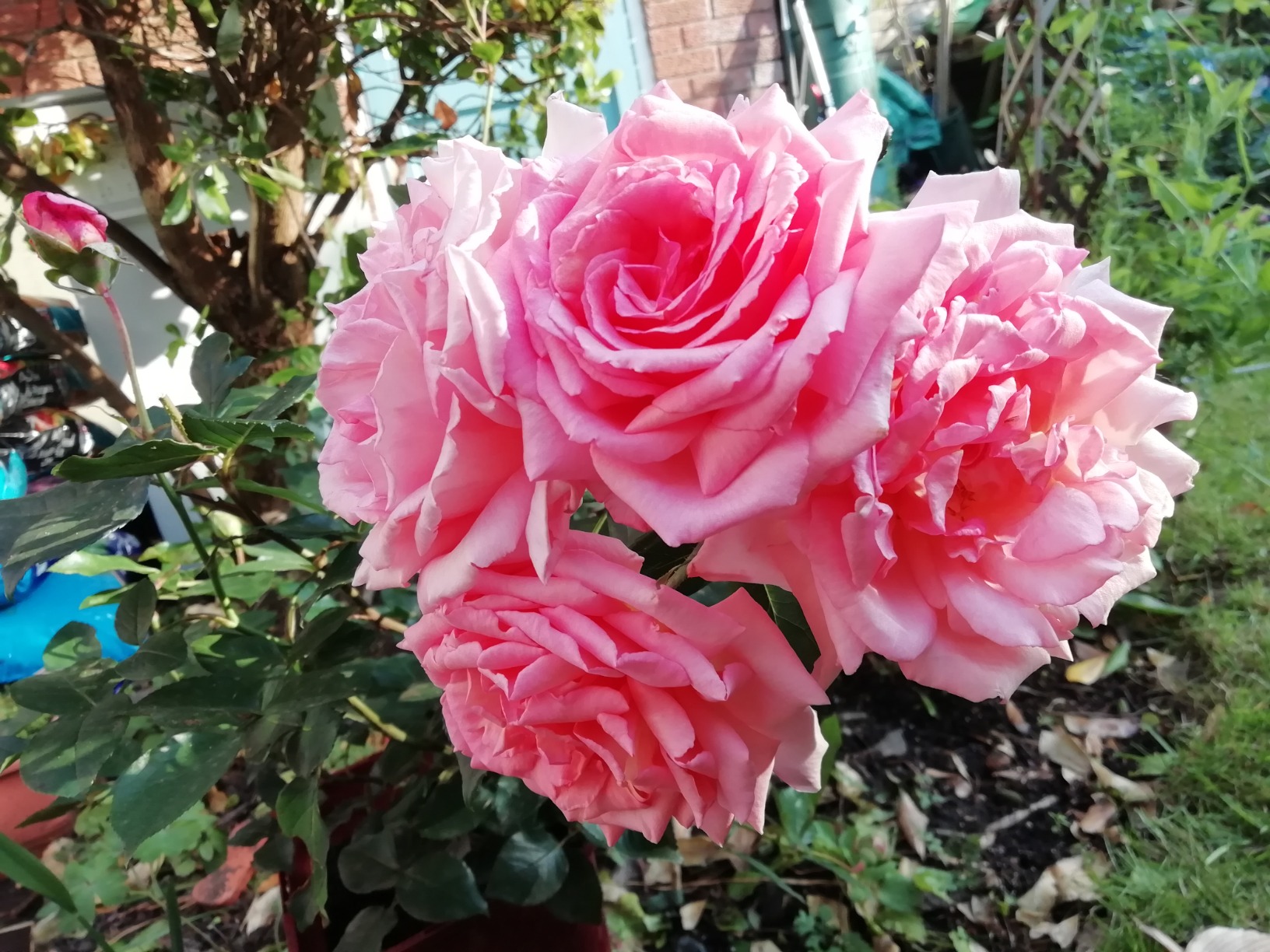 Compassion - 5.5lt Potted Climbing Garden Rose - Large Salmon Pink ...