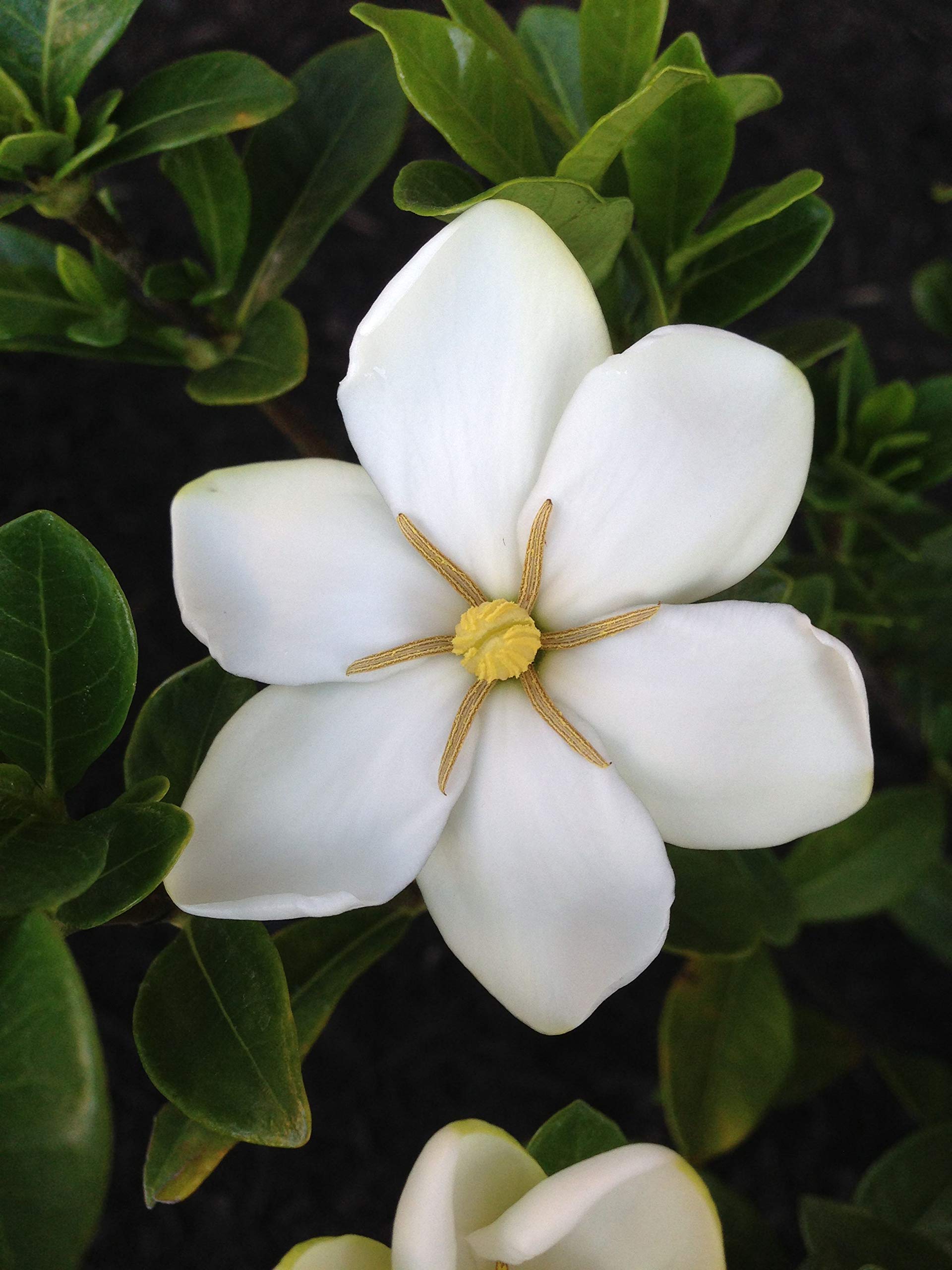 Buy (3 Gallon) Daisy Gardenia- Fragrant Evergreen, Dwarf and Most Cold ...