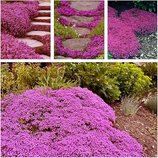 Amazon.com: Más de 20,000 semillas de tomillo rastrero cubierta del ...