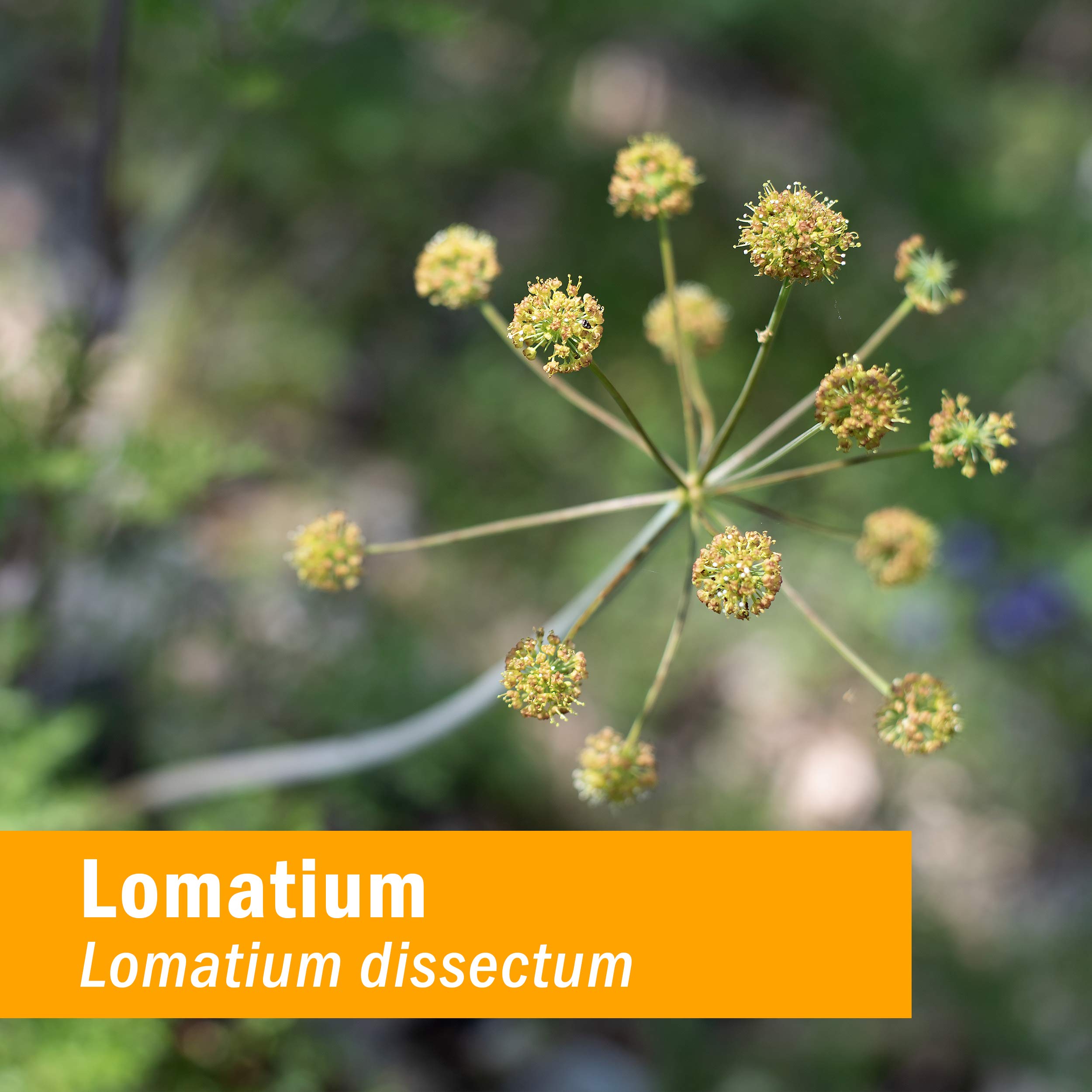 Lomatium Dissectum