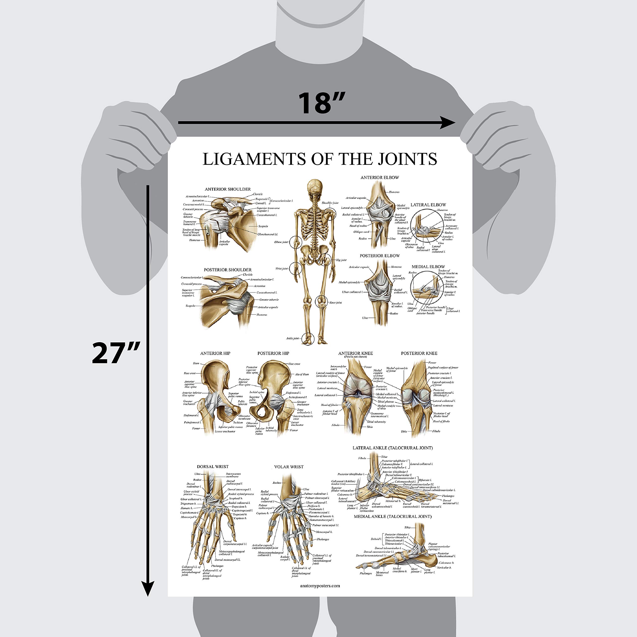 Skeletal System and Ligaments of The Joints Anatomical Poster Set ...