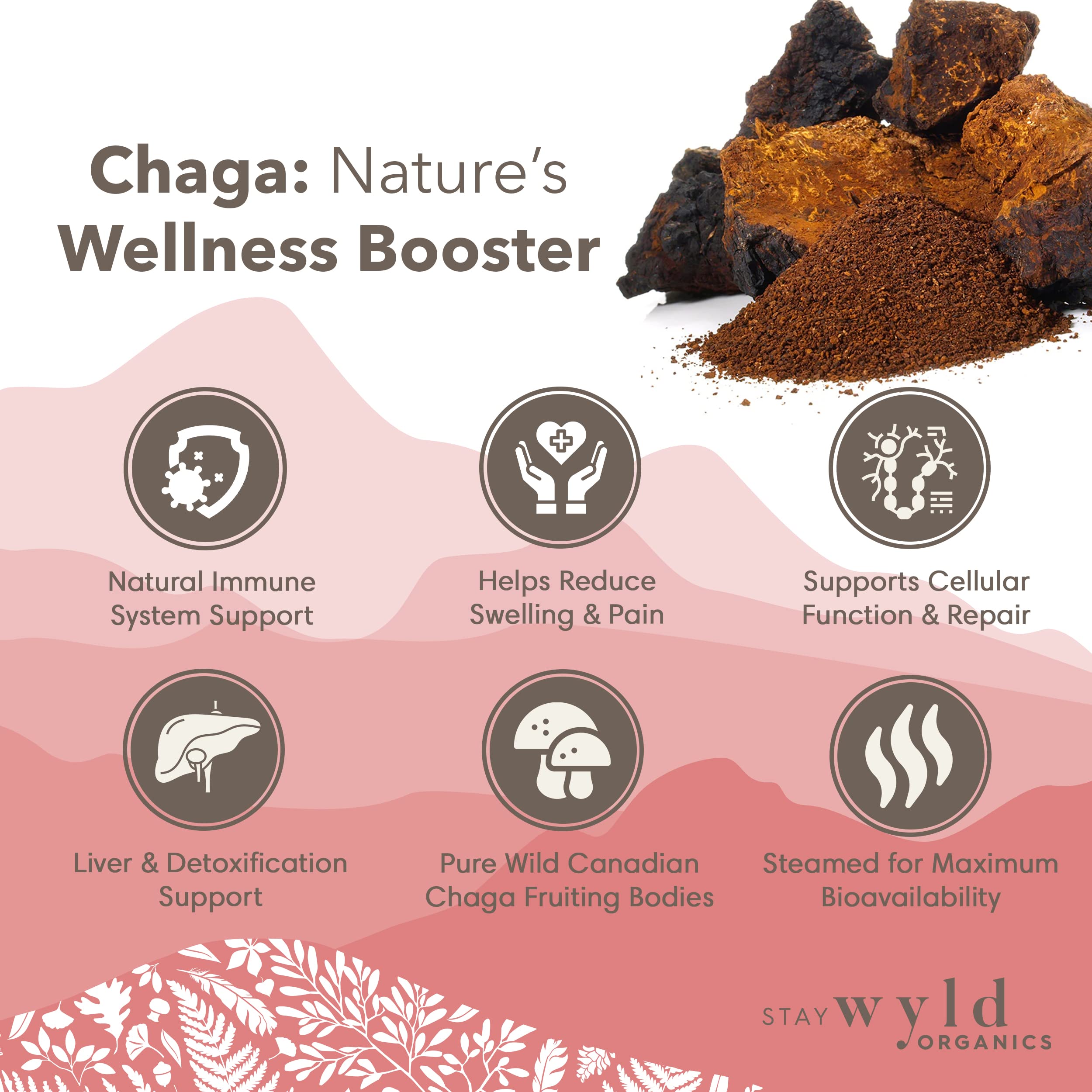 Chaga Mushroom Health Benefits Buy ROOTED ACTIVES CHAGA MUSHROOM
