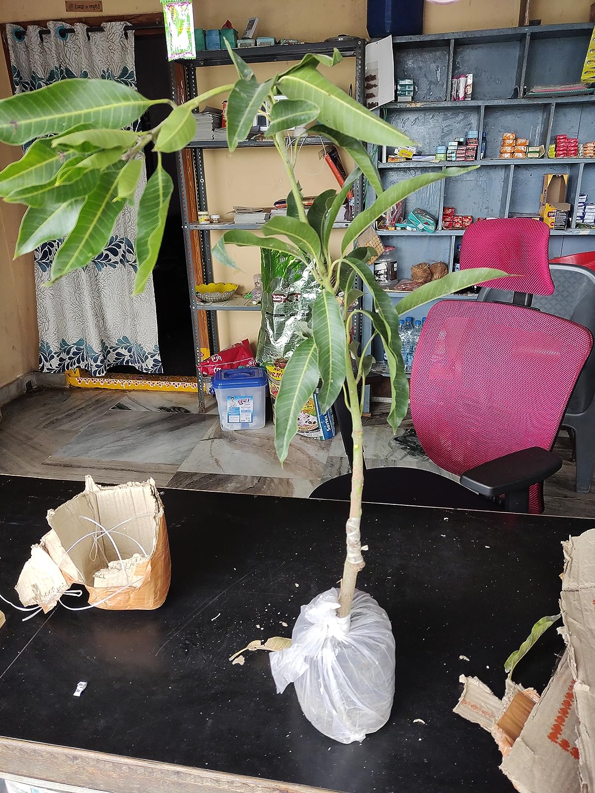 DIARAA ORIGINAL JAPANESE MIYAZAKI MANGO fruit plant (2-3 Feet ...