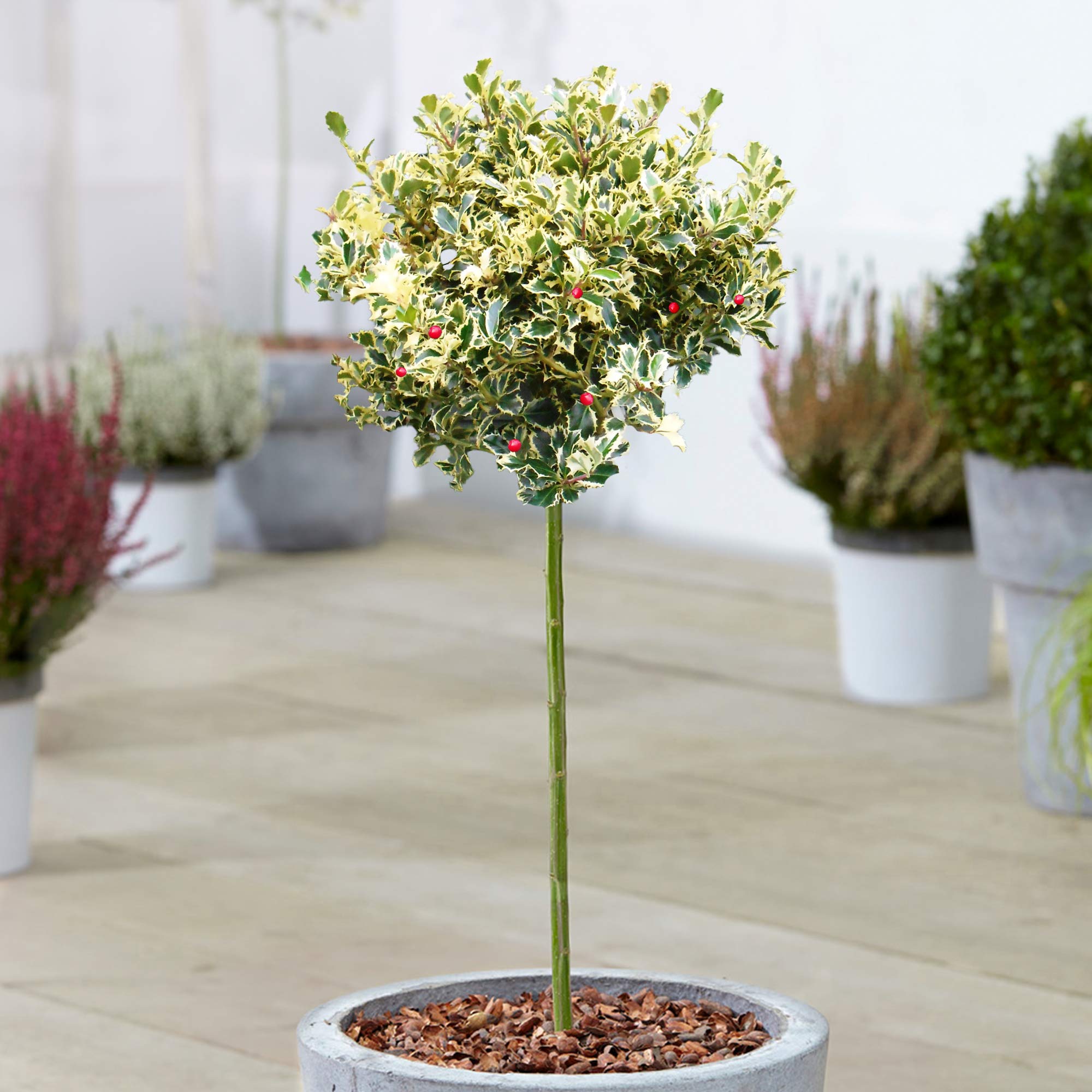 Small Evergreen Patio Trees Evergreen Trees | Small Evergreen Trees