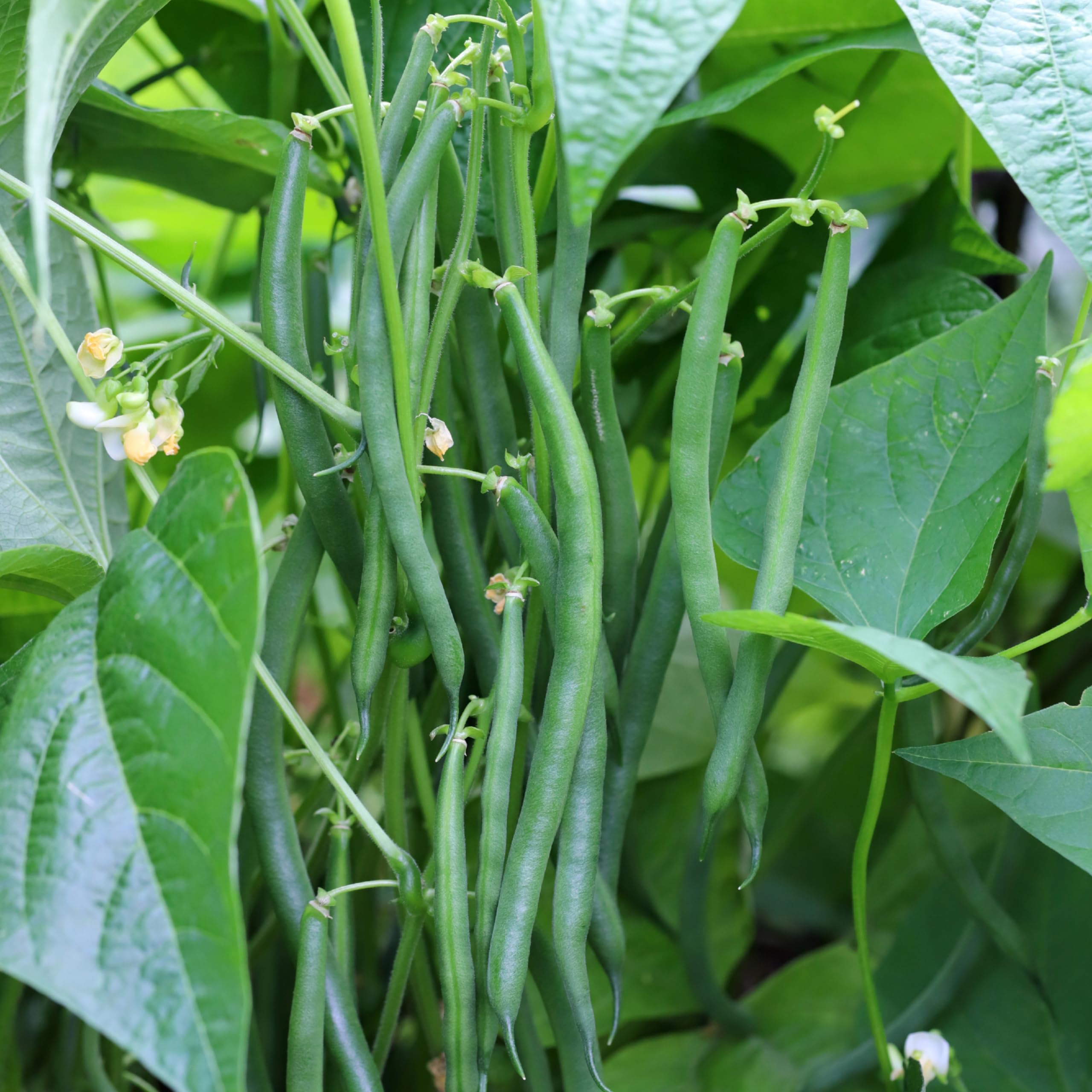 Mr Fothergill's Vegetable Seeds, Climbing French Bean Python, Green, 0. ...