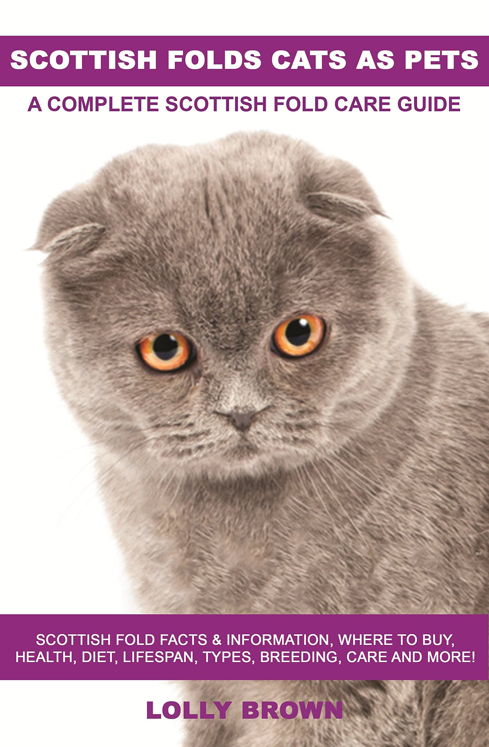 Buy Scottish Folds Cats as Pets: Scottish Fold Facts & Information ...
