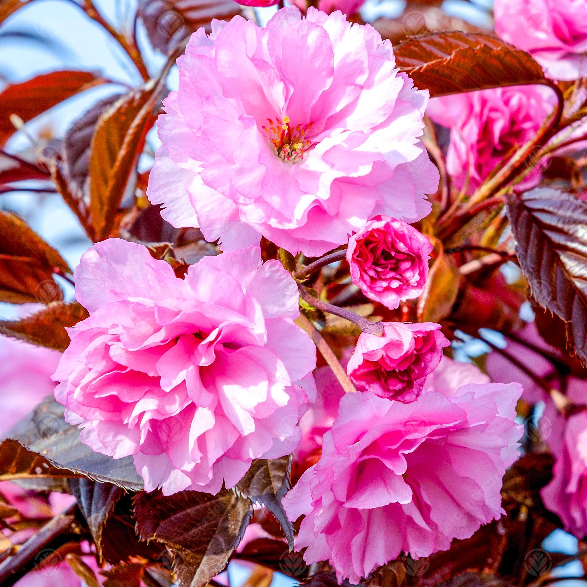 Prunus avium Wild Cherry Ornamental Tree 10 Litre 6ft : Amazon.co.uk ...