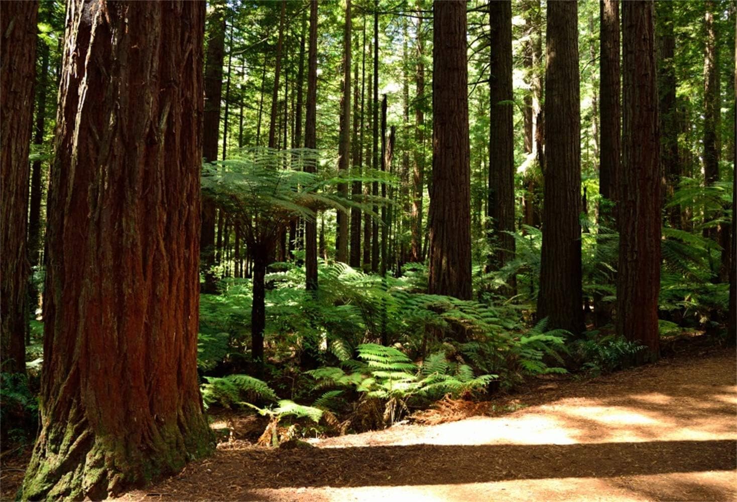 Amazon.com : Laeacco 7x5ft Spring Forest Scenery Vinyl Photography ...