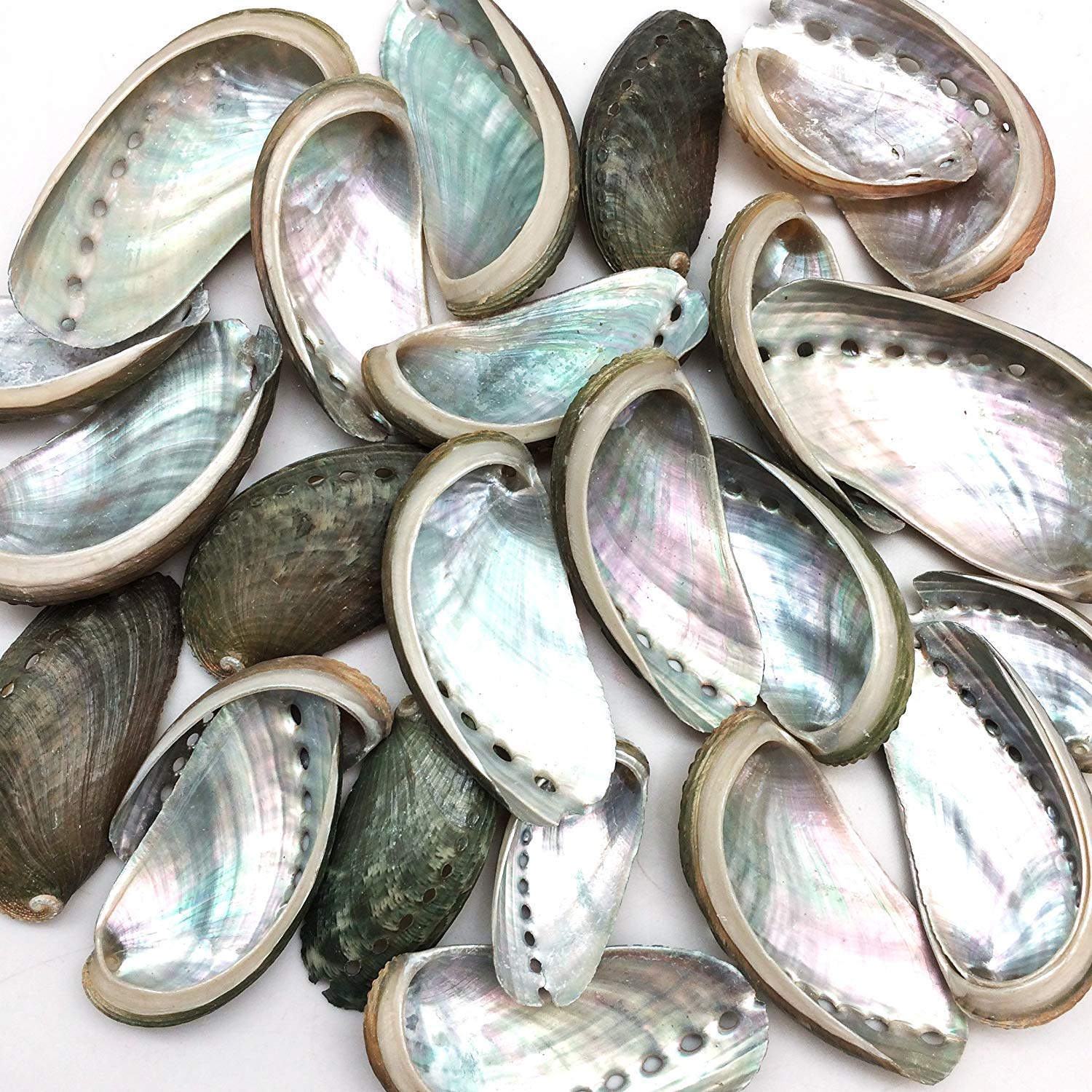 Amazon.com: PEPPERLONELY 25 PC Natural Green Donkey Ear Abalone Sea ...