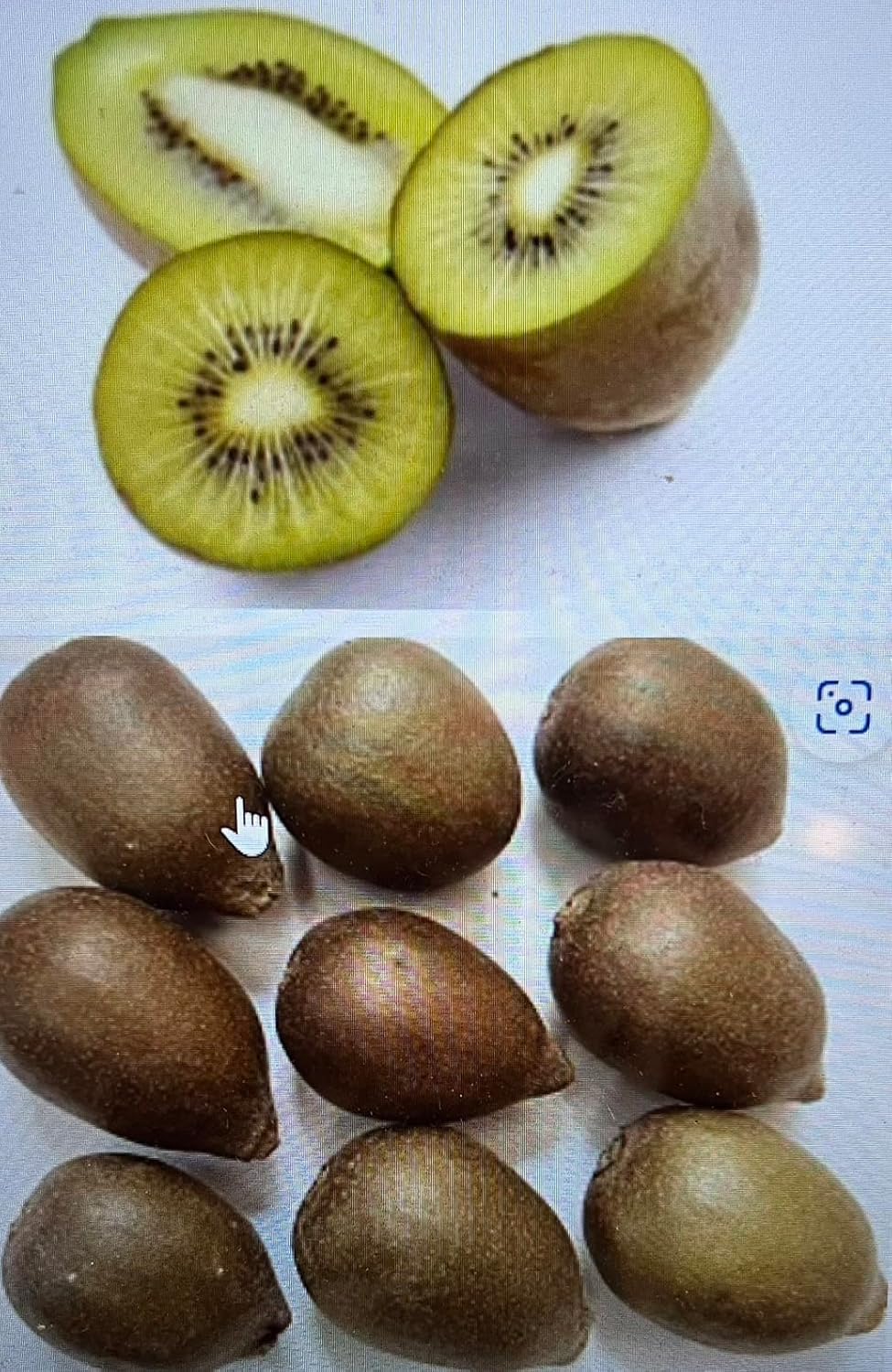 Amazon.co.jp: 石綿さんのキウイ「東京ゴールド（ゴールドキウイ）」約3kg（3S～Sサイズ混合） ※沖縄不可 ※年内終了 : 食品・飲料・お酒