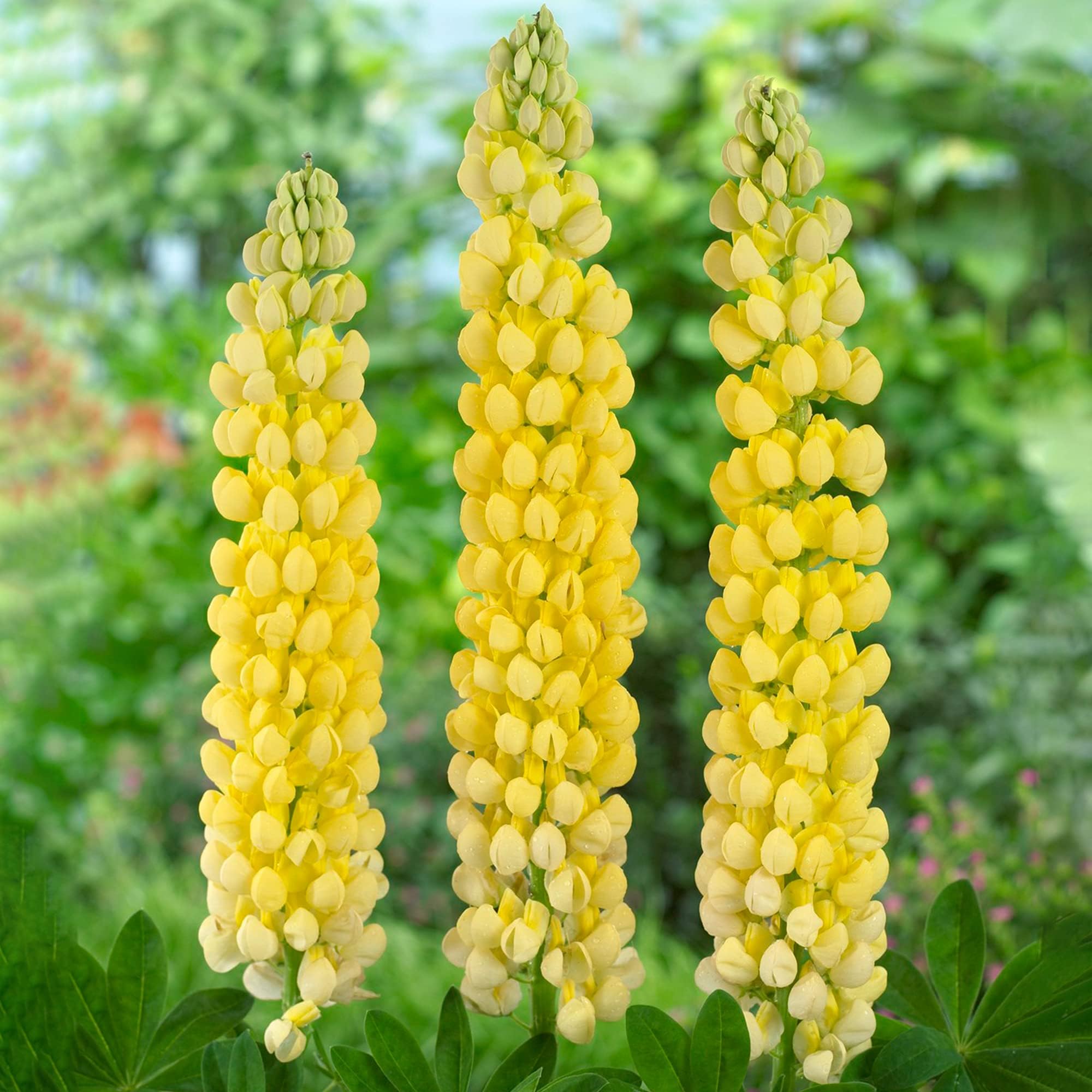 Lupin Desert Sun - Stunning Lupinus Garden Ready Potted Plants ...